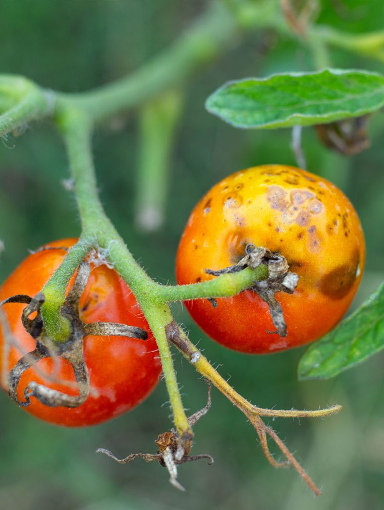 Tomato Troubles: Why Your Plants Might Be Struggling (And How to Fix ...